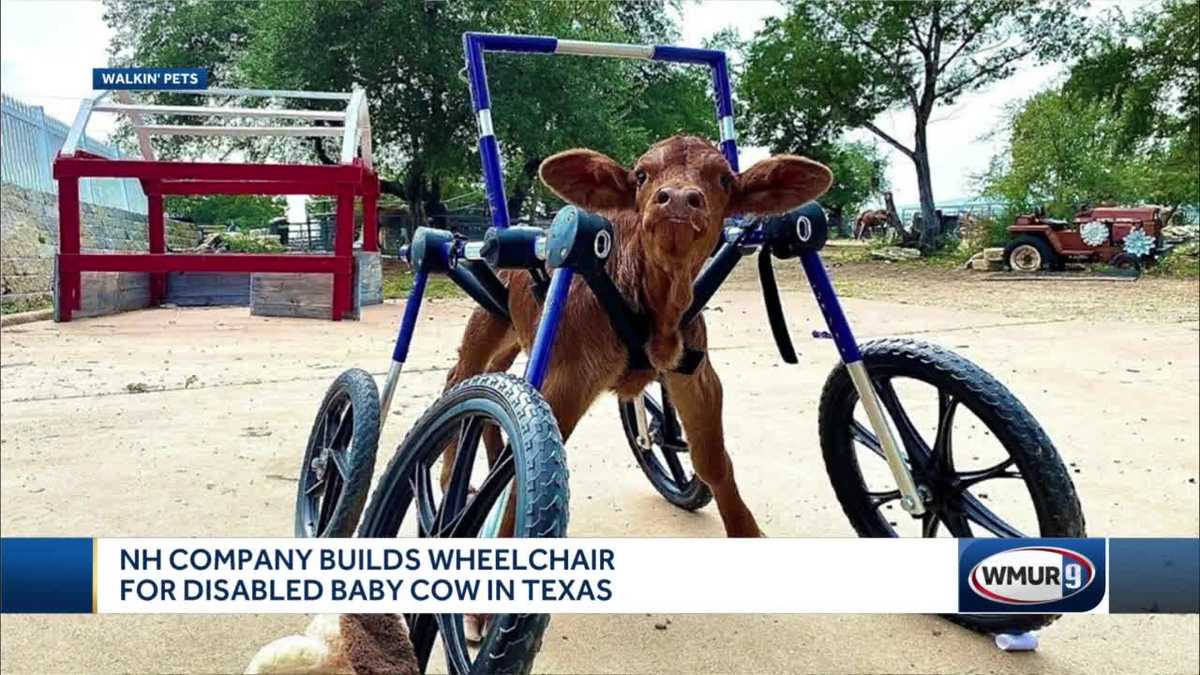 Disabled baby cow takes first steps thanks to custom wheelchair built ...