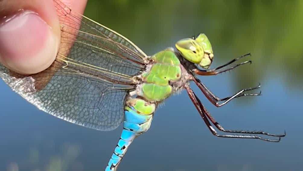 'Big thickets and swarms of them': Dragonfly explosion in southeast ...