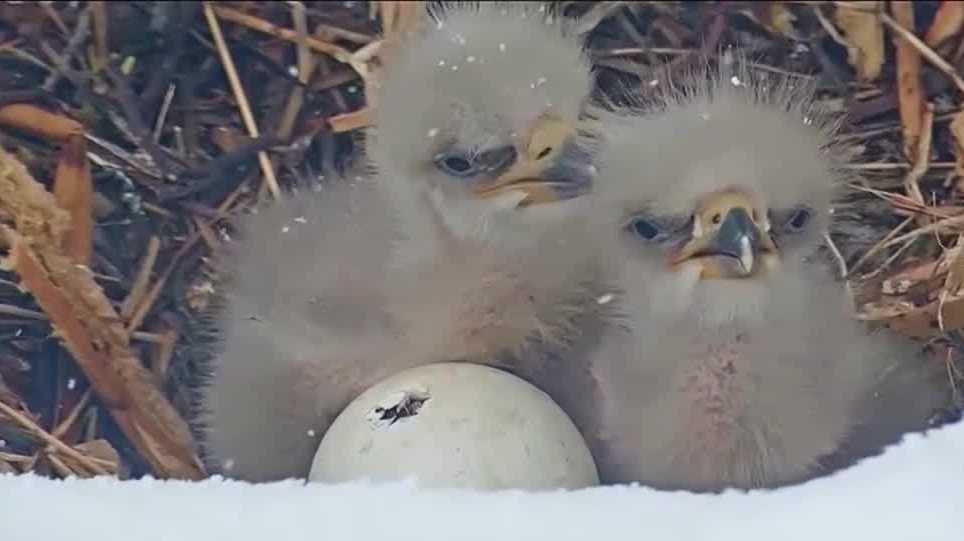 Watch: 3rd Big Bear bald eaglet hatches in Southern California