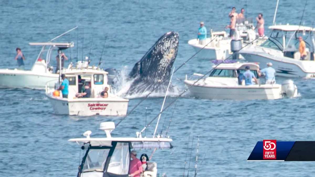 Whale lands on boat in Plymouth
