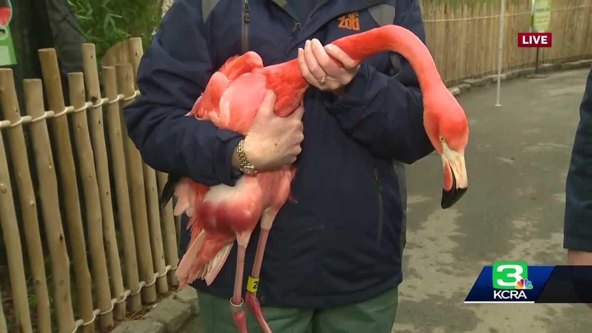 Sacramento Zoo flamingos receive annual health exams