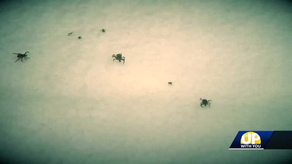 Participants needed for North Carolina's tick collection study