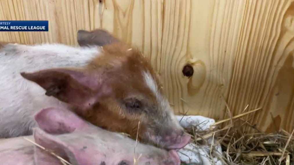 36 pigs among the dozens of animals rescued from Iowa farm