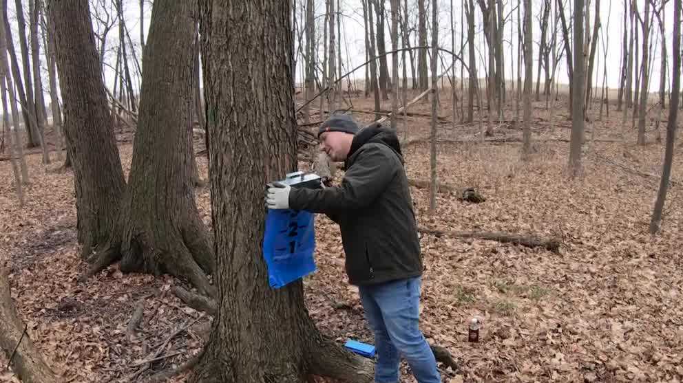 Warm winter has impact on maple syrup production
