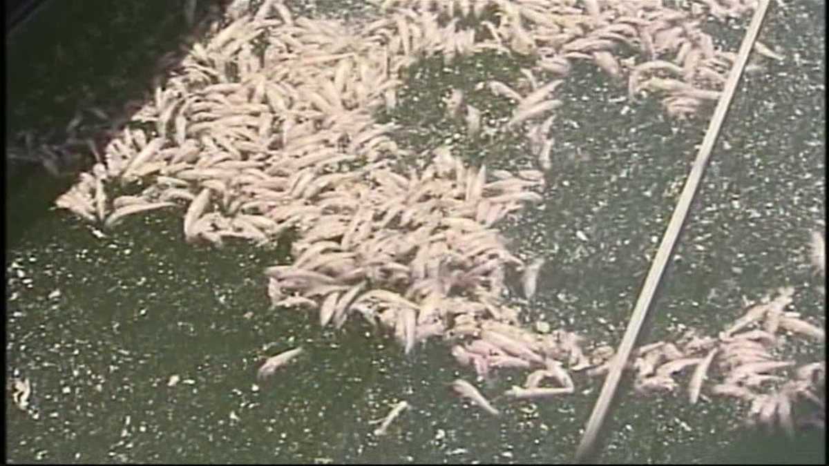 Santa Cruz harbor holds dead anchovy cleanup