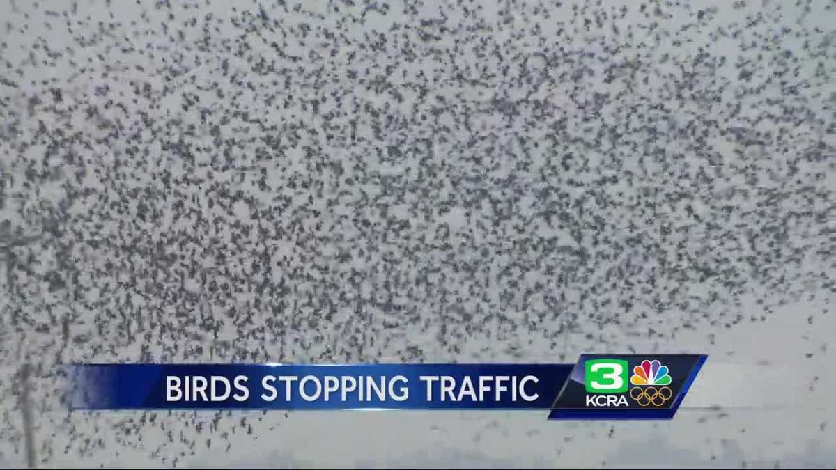How birds are causing traffic jams on Yolo Causeway