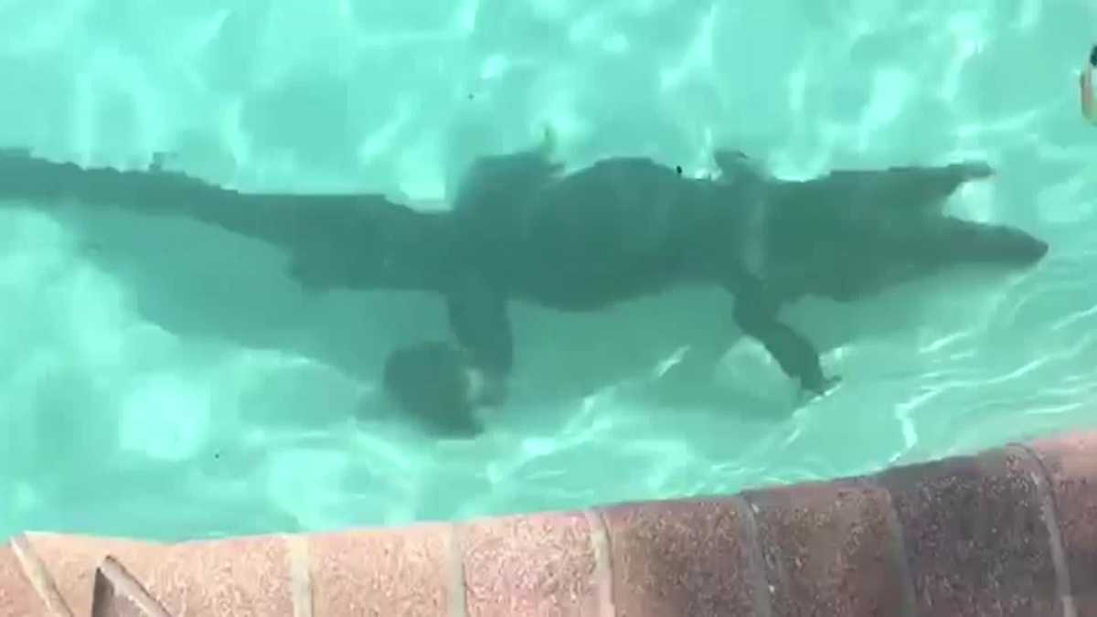 Parents with newborn baby find alligator in their pool