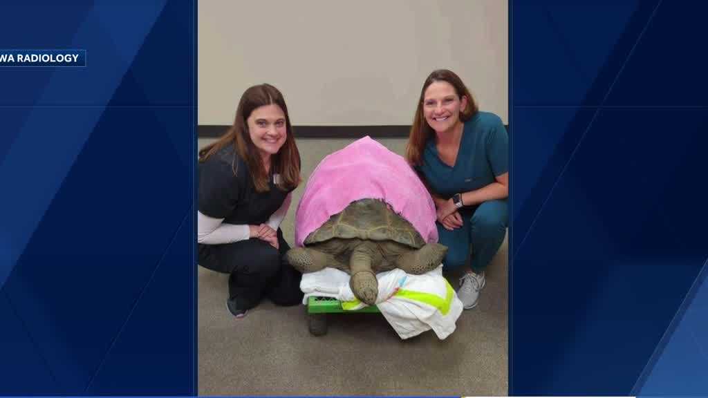 Iowa zoo tortoise gets CT scan, recovering after fracture