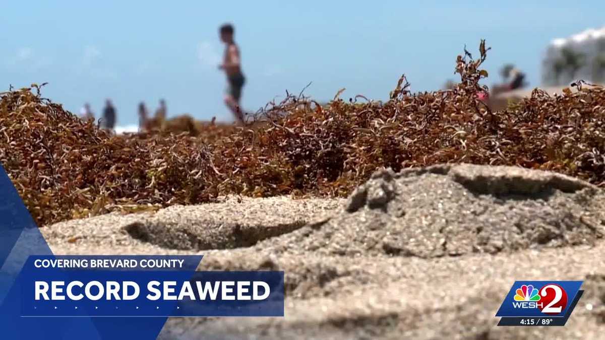 Record seaweed bloom expected to flood Florida beaches this summer