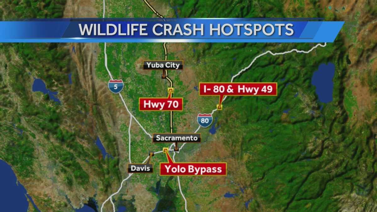 New report finds increase in vehicle, animal collisions