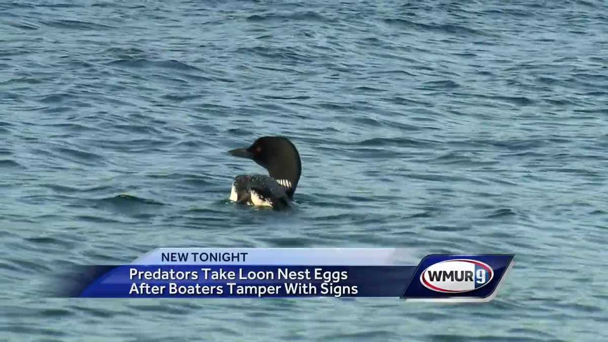 Predators take eggs from loon's nest after boaters damage signs