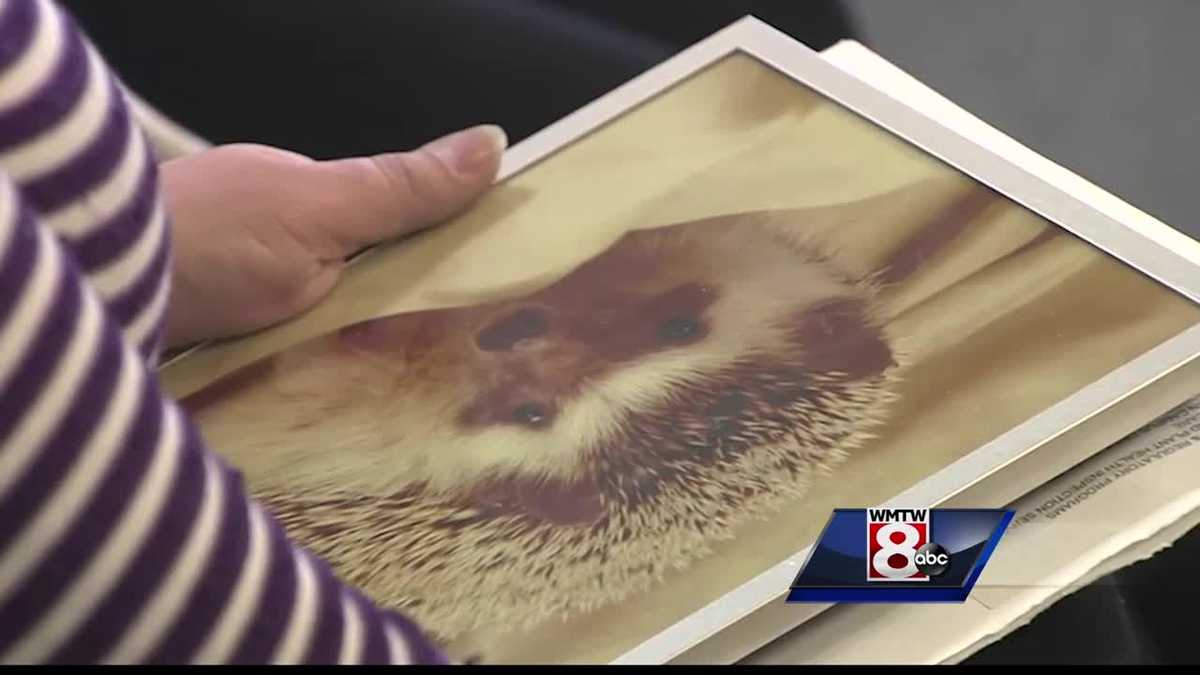 Maine students push for legal hedgehog ownership Maine students push for legal hedgehog ownership