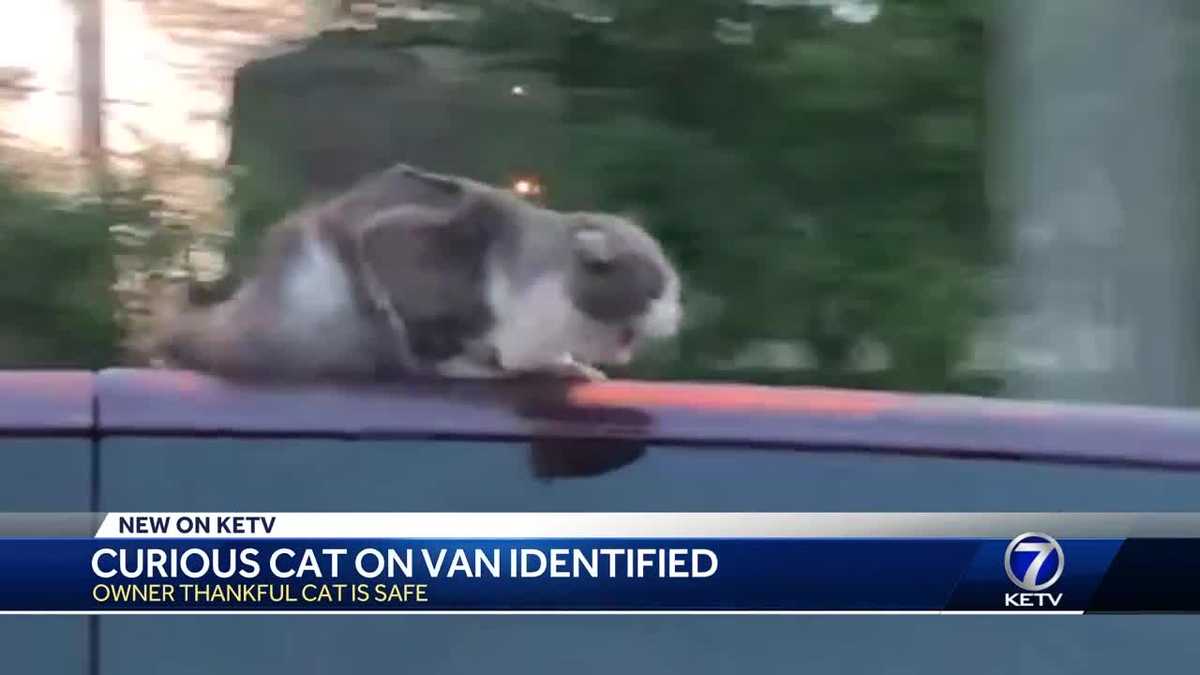 Curious cat on van identified