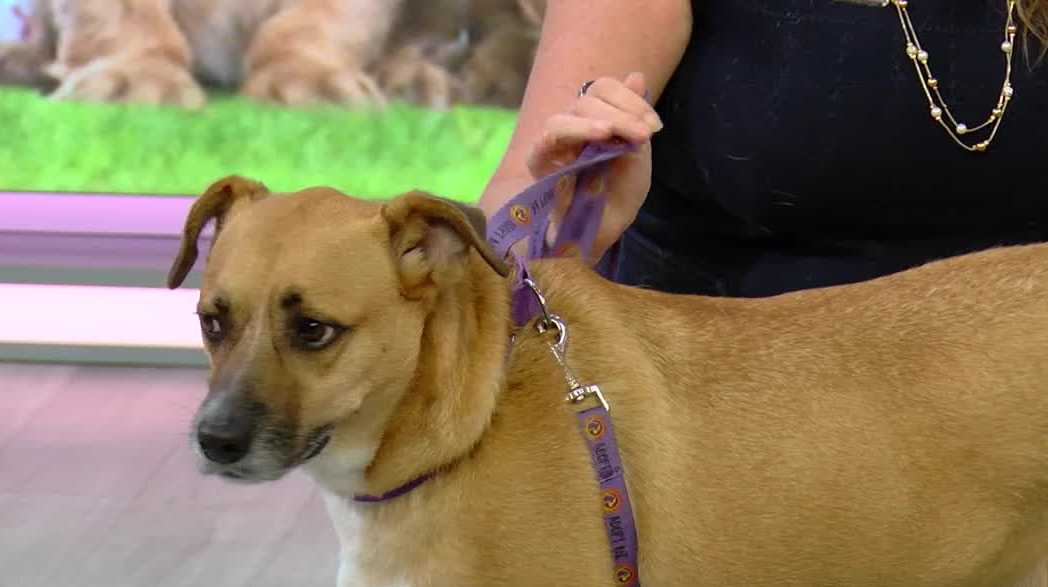 'Mutts & Meows' with Gulf Coast Humane Society: Meet Remy