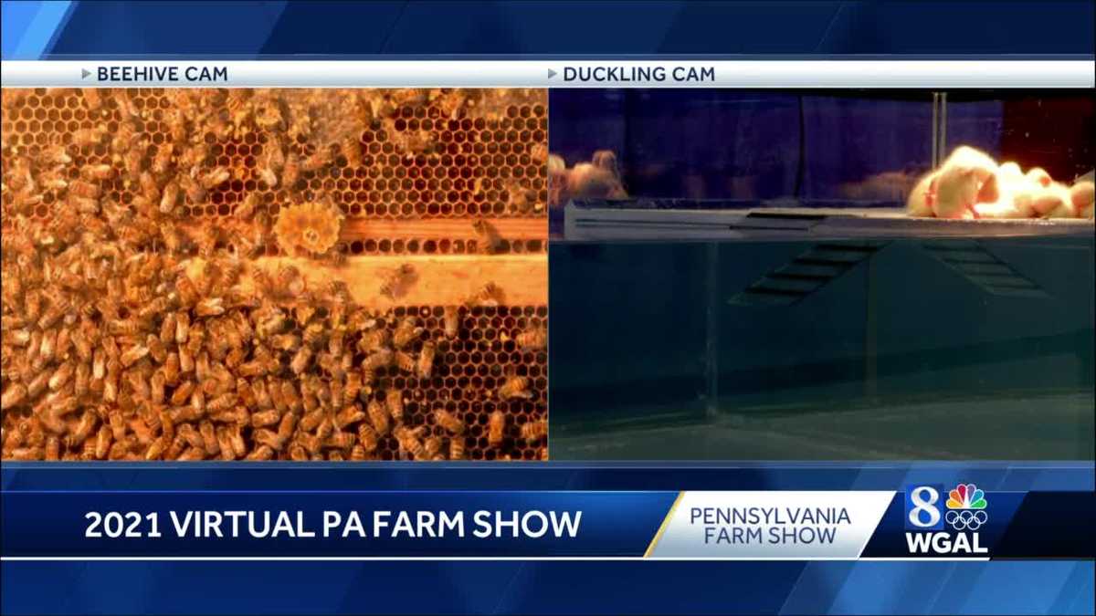 Pennsylvania's State Farm Show goes virtual