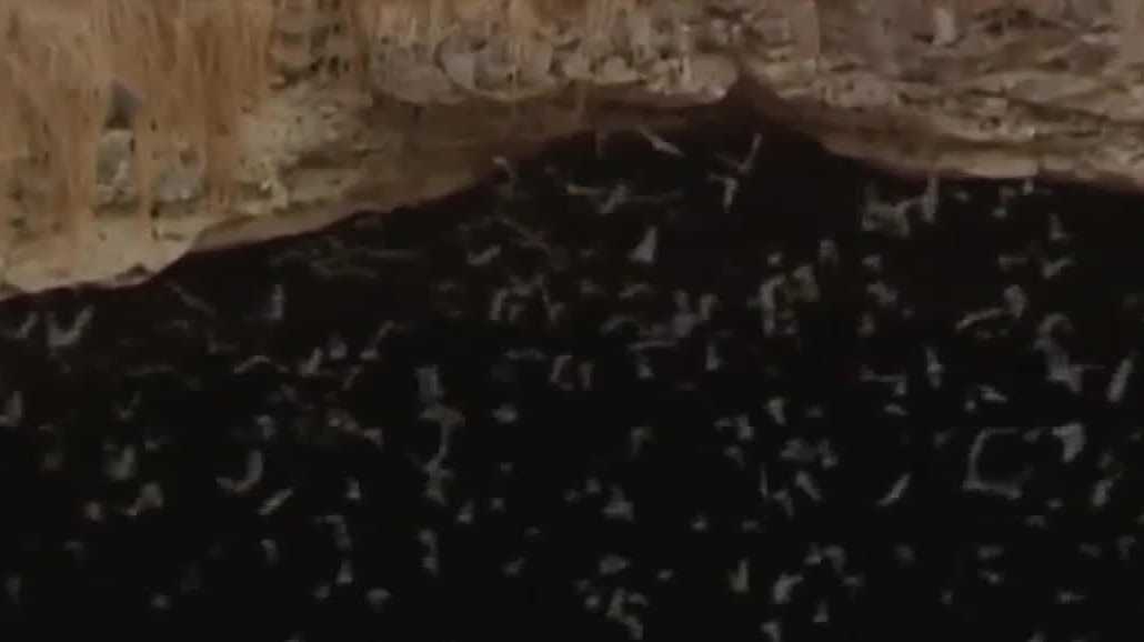 Bat week highlights the importance of native bat species in Vermont