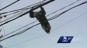 Animal Stories with Dan Green: Cha-Cha the Chimp