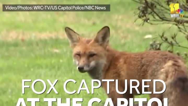 Animal control captures fox at US Capitol grounds