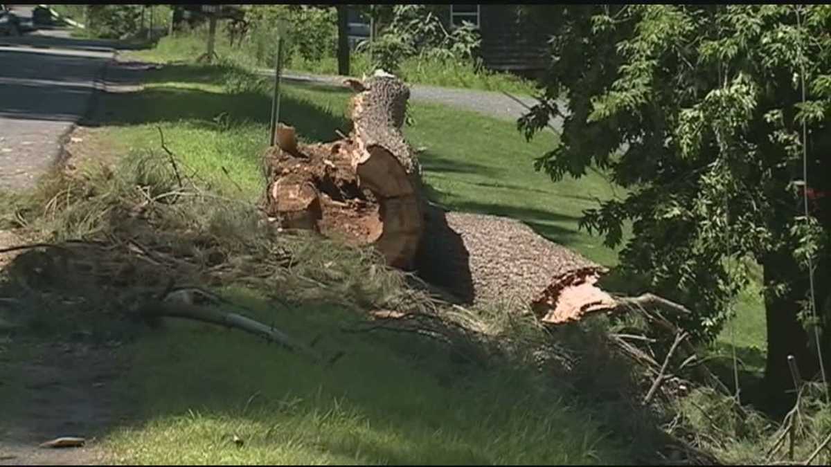Man killed when tree crashes onto car
