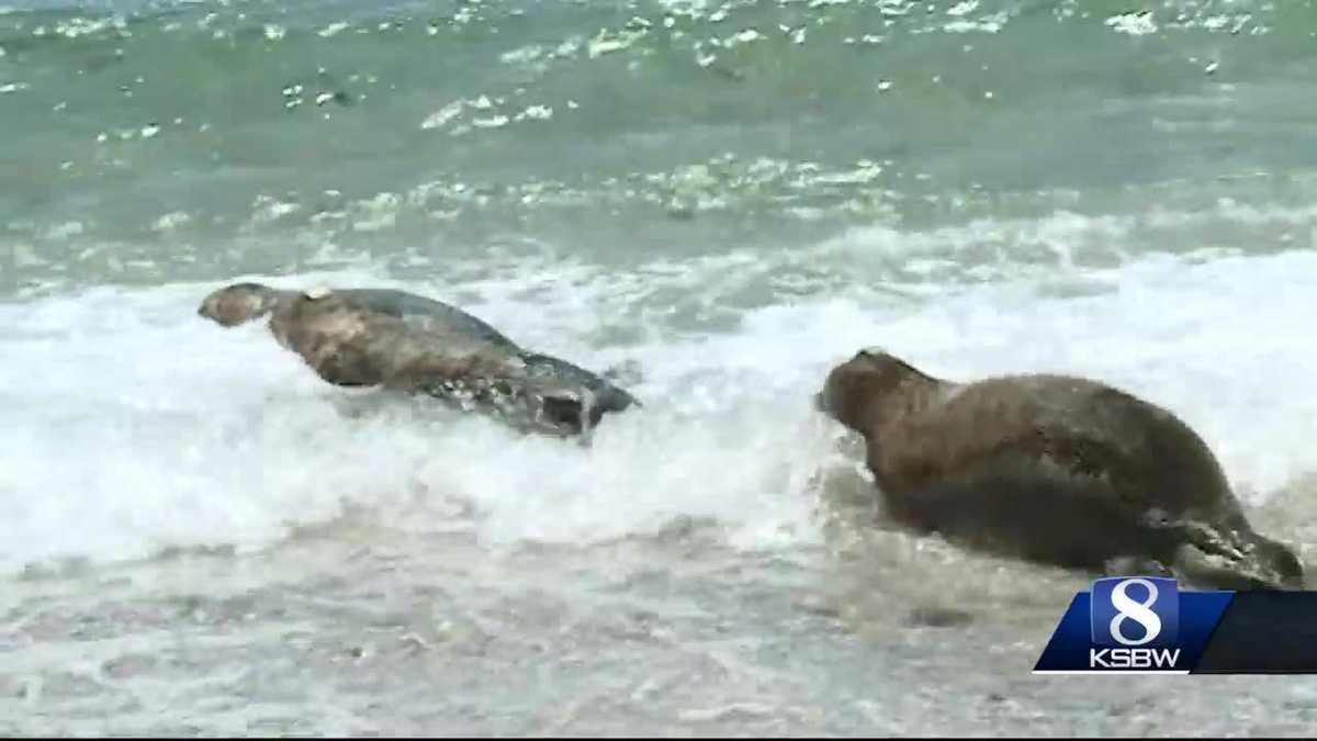 8 marine mammals released back into ocean after rescue, rehab