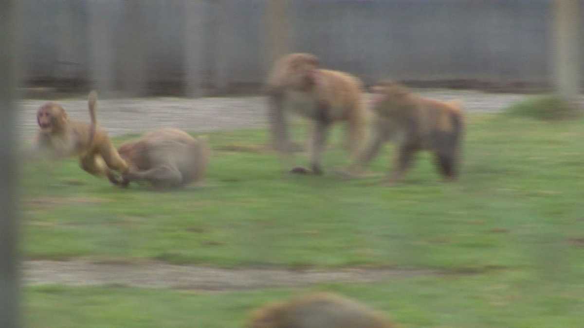 Can studying monkeys help experts to better understand banks?