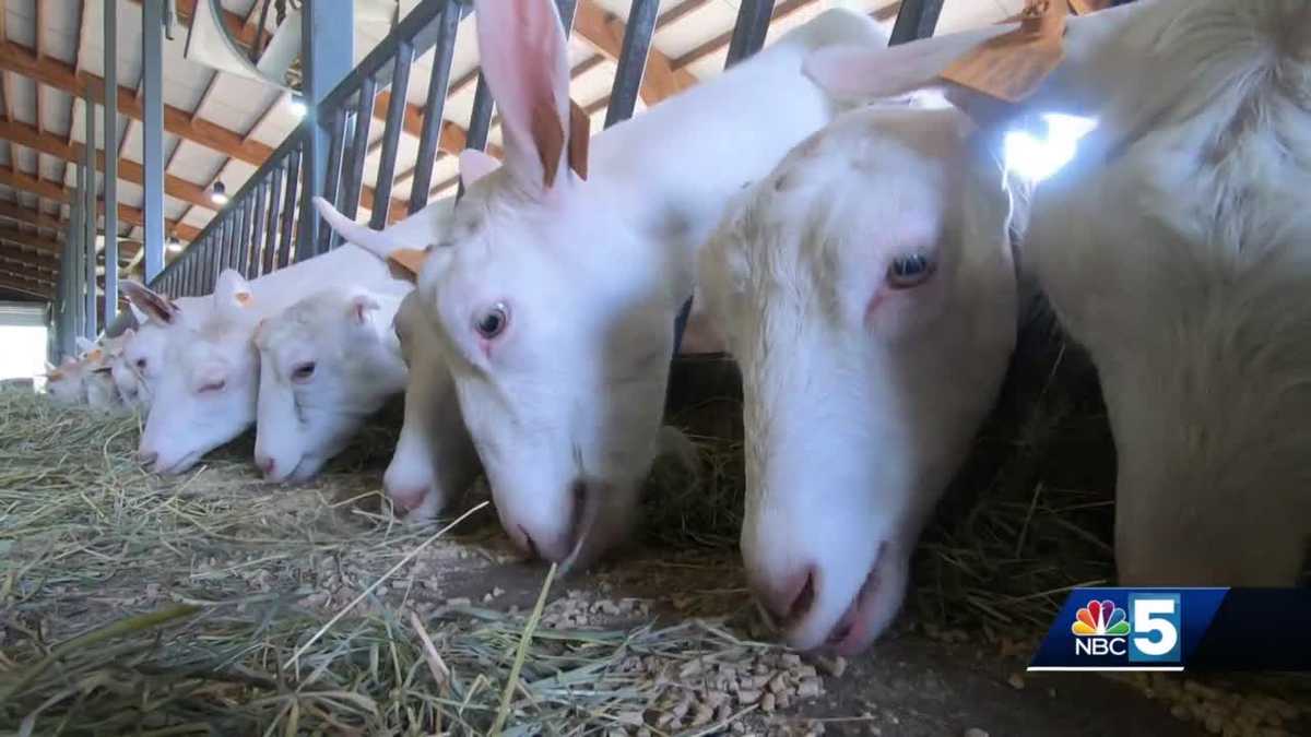 In challenging climate for dairy industry, some Vermont farmers find ...