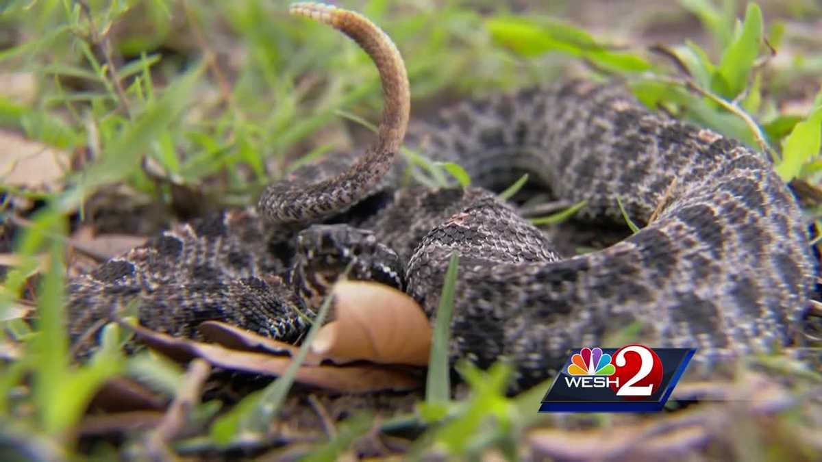 Insects, snakes showing up in homes in search of water