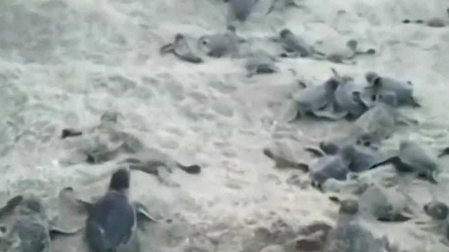 New to South Florida? Here's how you can protect sea turtle nests