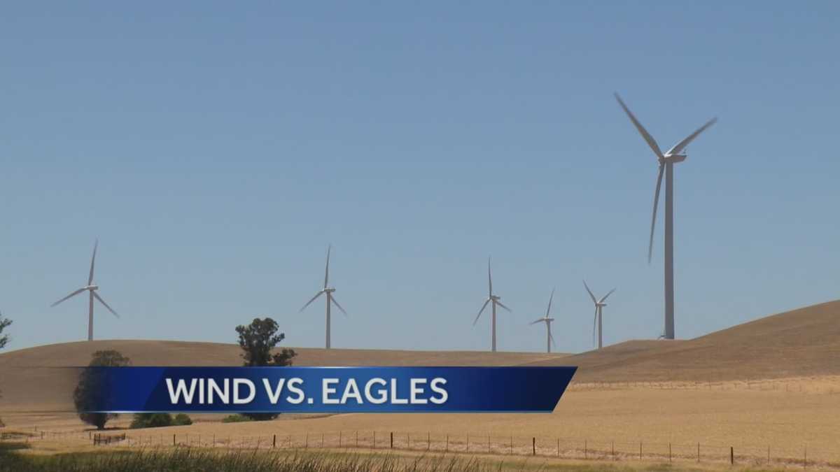 Feds: Wind farm not to blame for eagle deaths