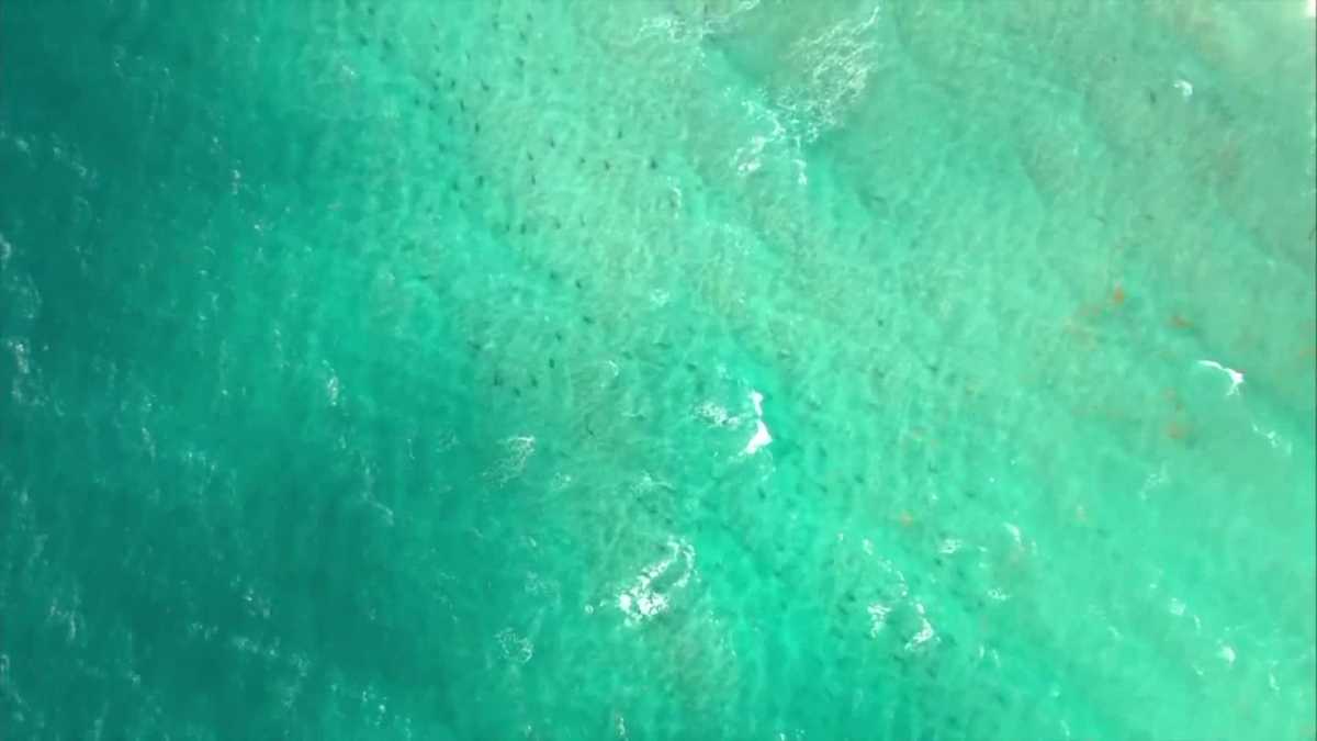 VIDEO: Blacktip sharks migrate to South Florida