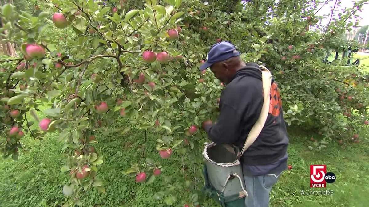 How Johnny Appleseed influenced 'pick-your-own' orchards