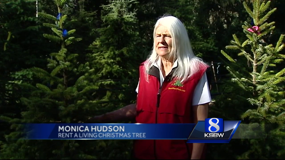 Renting living Christmas trees for the holidays