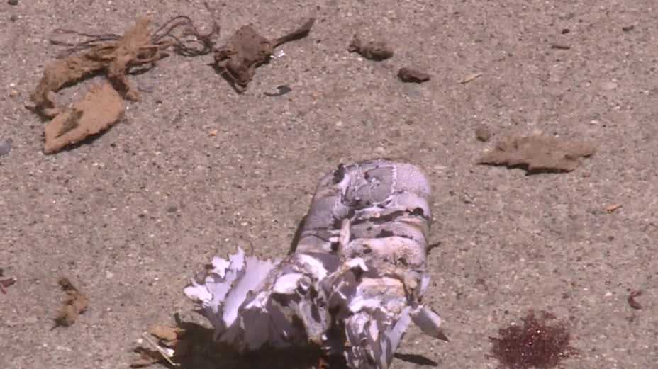 Teen who lost hand from homemade explosives now prime suspect