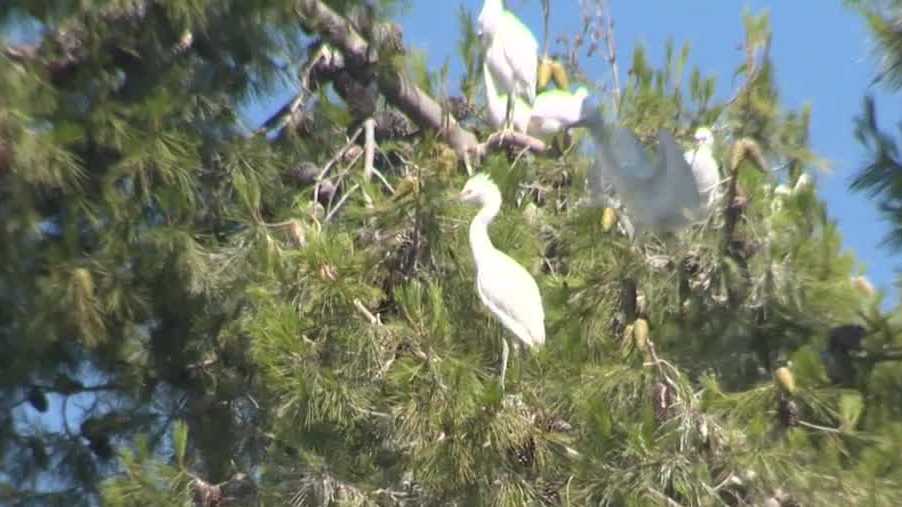 ‘I’m kind of awed’: Egrets nests spotted in the middle of Stockton