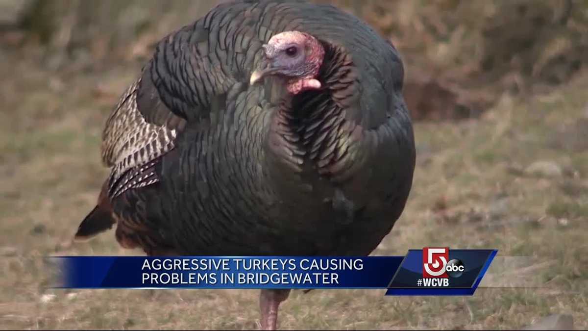 Aggresive turkeys causing problems in Bridgewater
