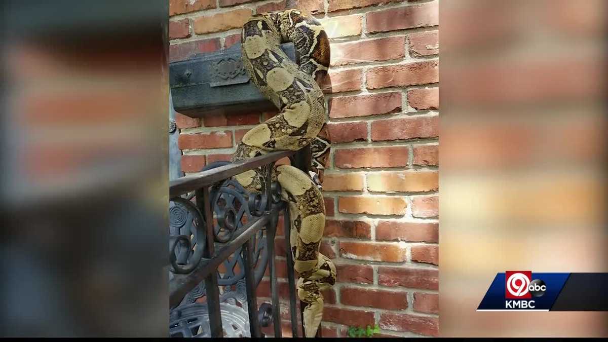 Postal carrier surprised by big snake on mailbox
