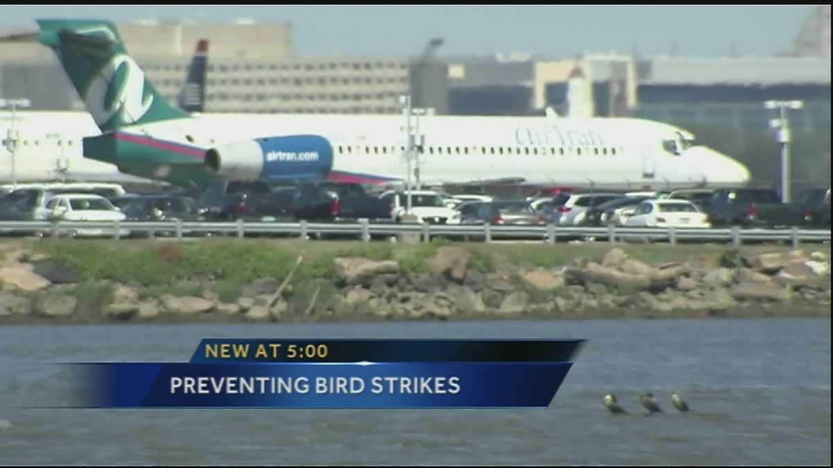 Federal agency helps airports deal with wildlife strikes