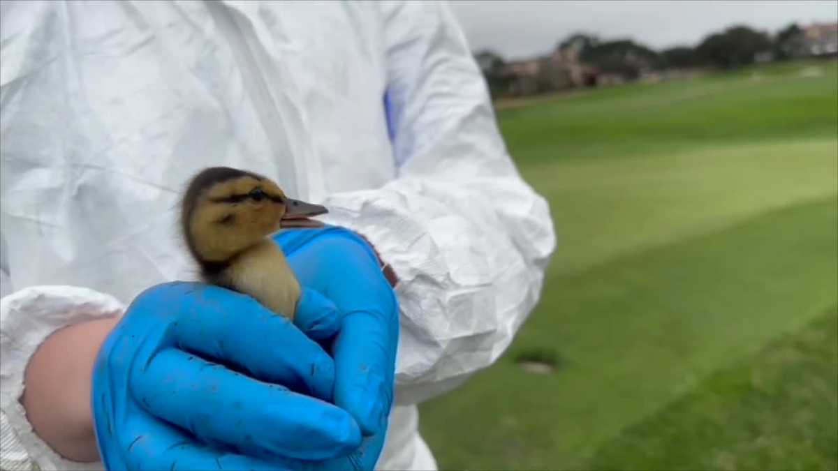 Ducklings reunited with their mother after falling into grate