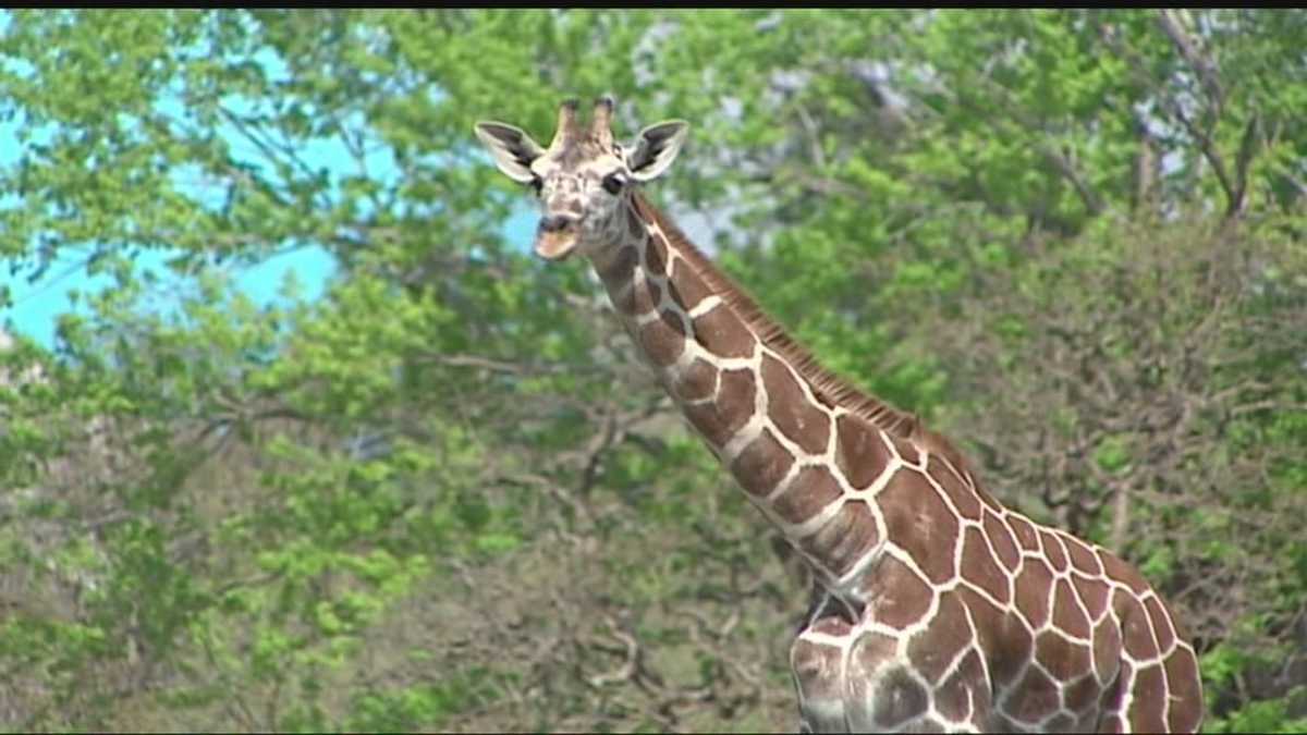 Giraffe at Oklahoma City Zoo needs surgery