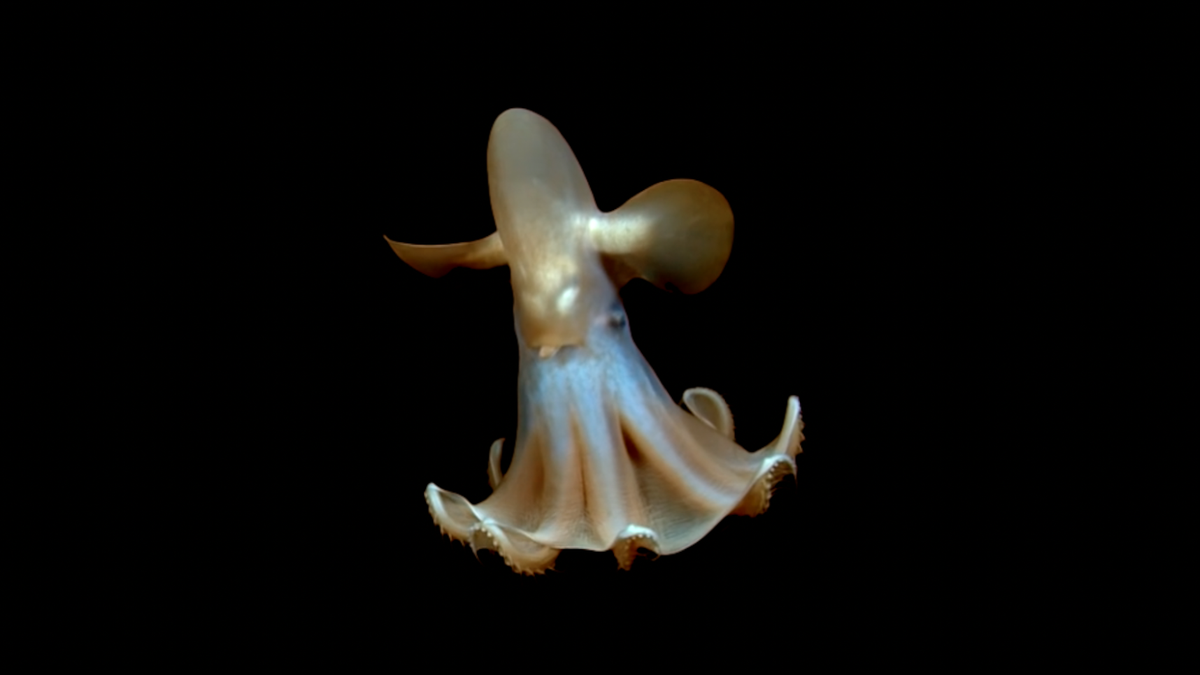 Rare Octopus Spotted Deep in Ocean