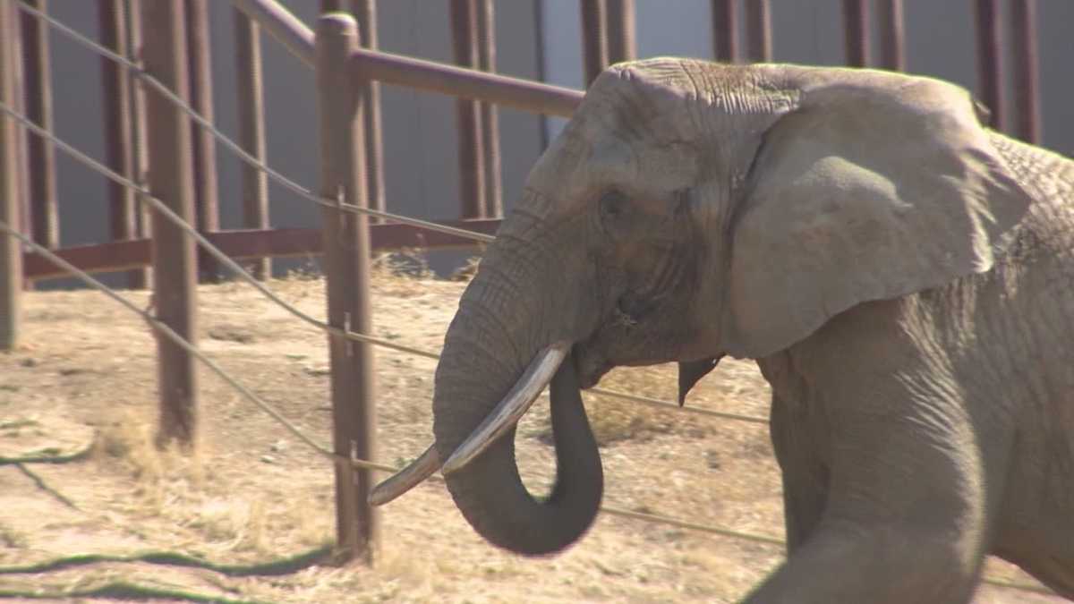 3 elephants from Canada make journey to CA thanks to game show host