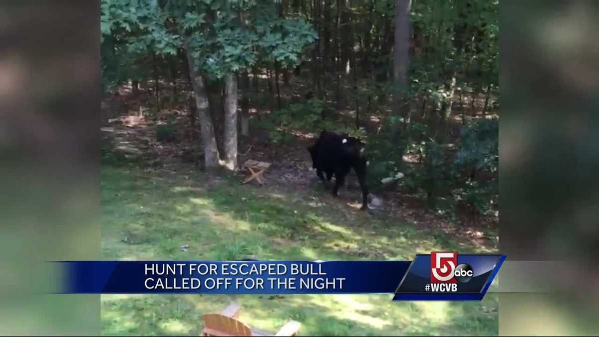 Hunt for escaped bull in Massachusetts continues