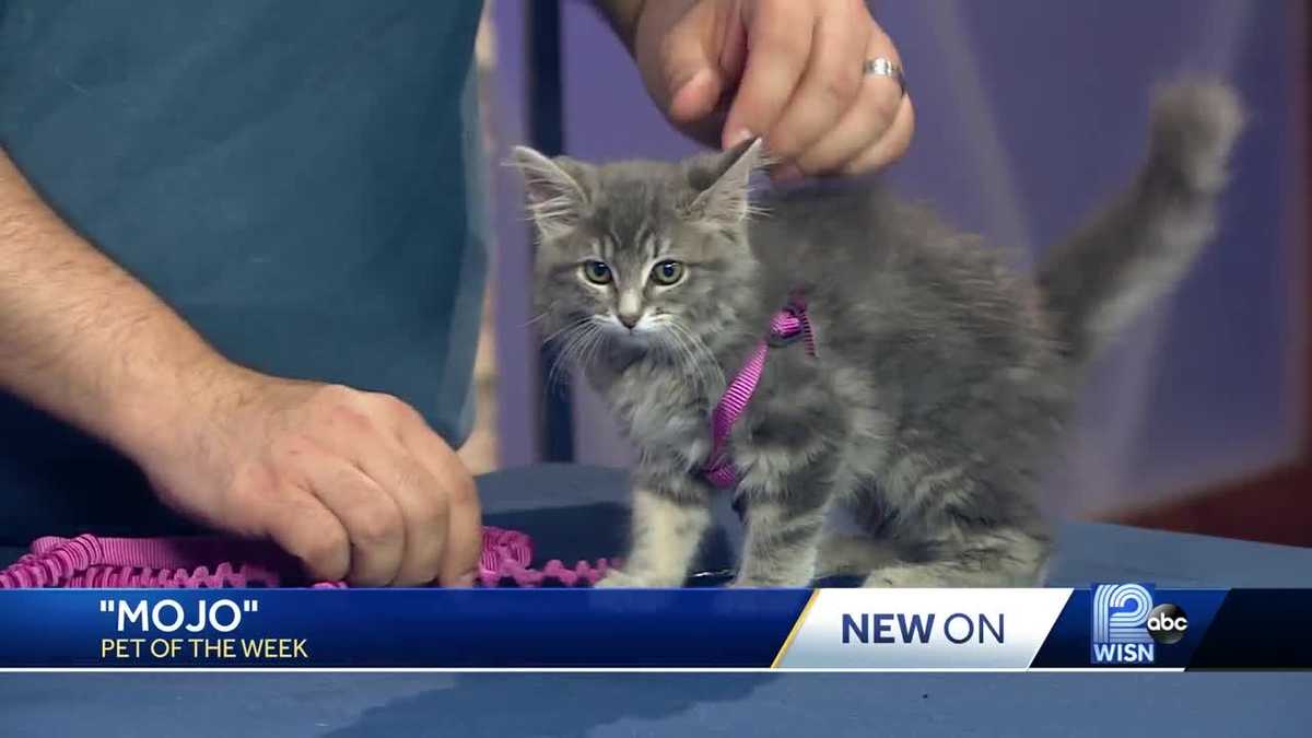 7/15 Pet of the Week: Mojo
