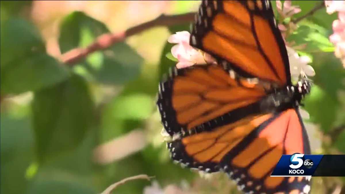 Monarch butterflies migrating through Oklahoma