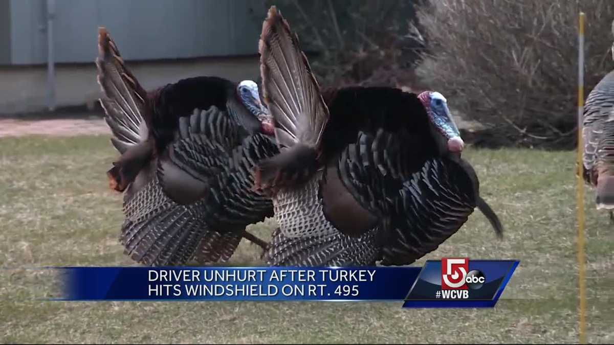 Wild turkey smashes into Coke truck windshield
