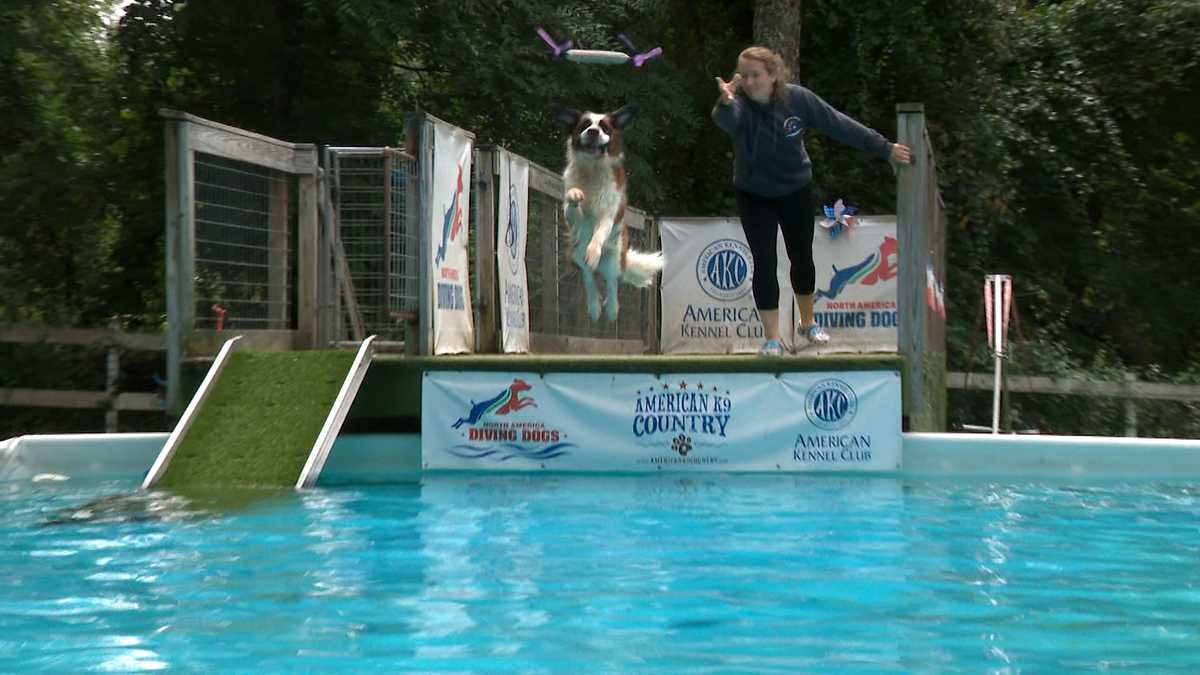 NH Chronicle: Sully, a St. Bernard, is a champion dock diver