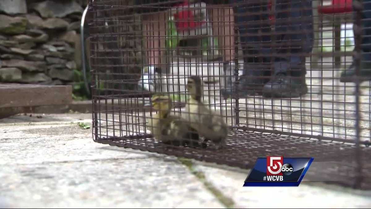Family of ducks rescued from storm drain
