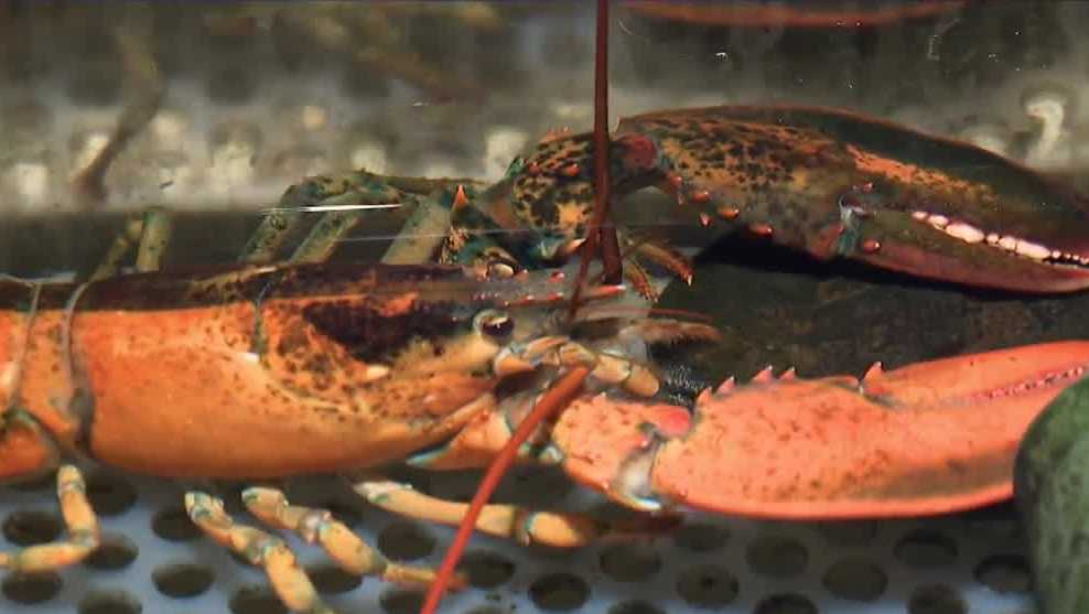 Split lobster at Seacoast Science Center in Rye, New Hampshire.