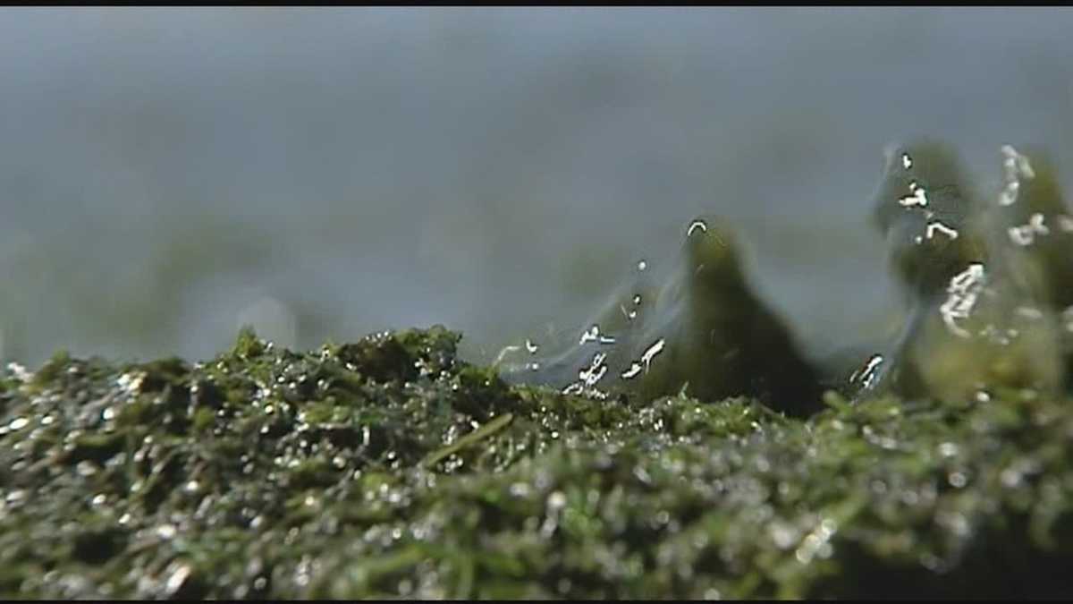 Invasive algae takes over bay once again