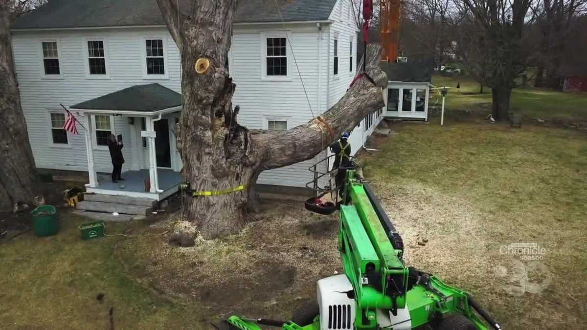 New Hampshire Chronicle: Saying farewell to the largest maple tree in ...